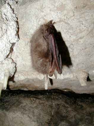 Bats in Caves